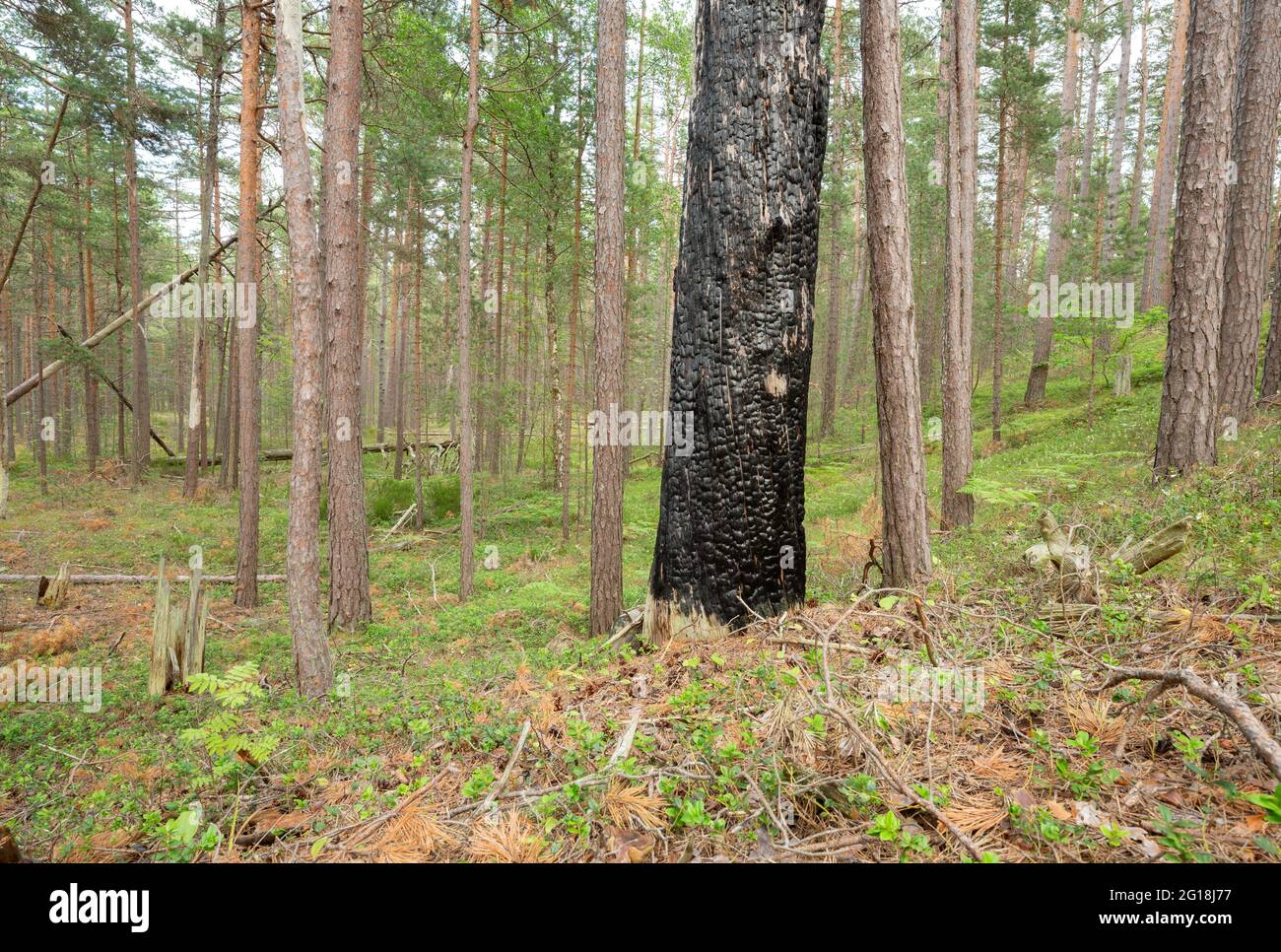 Burnt pine tree in pine forest in a national park in sweden Stock Photo ...