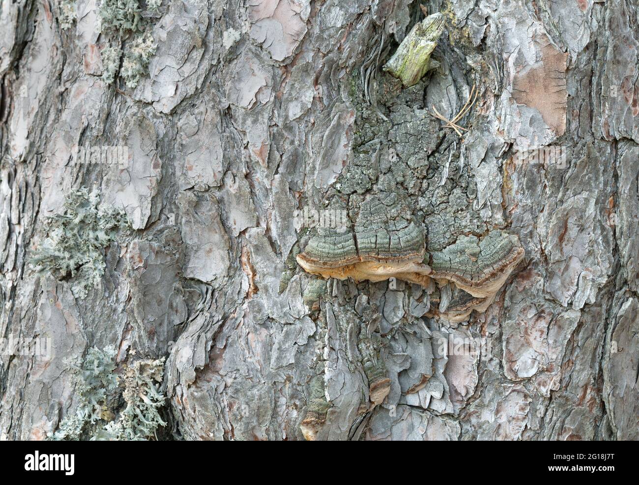 Pini hi-res stock photography and images - Alamy