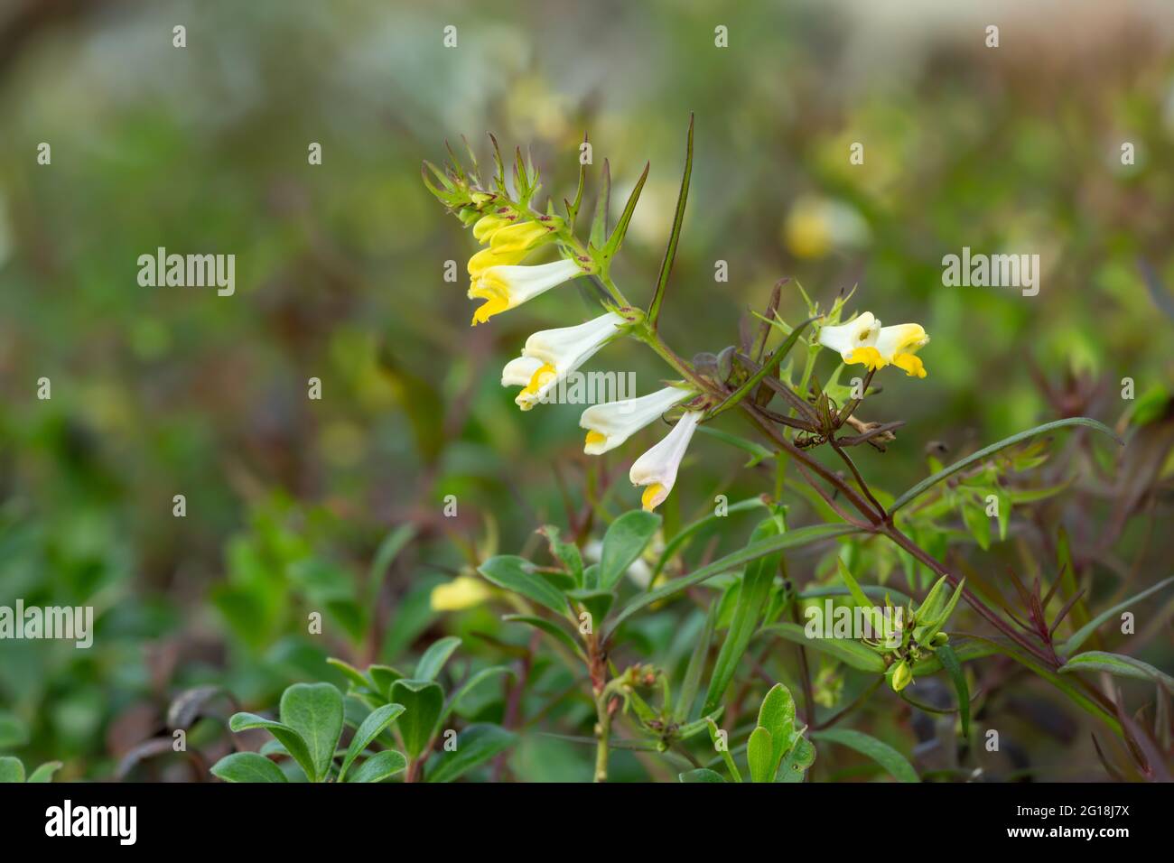 Common cow hi-res stock photography and images - Alamy