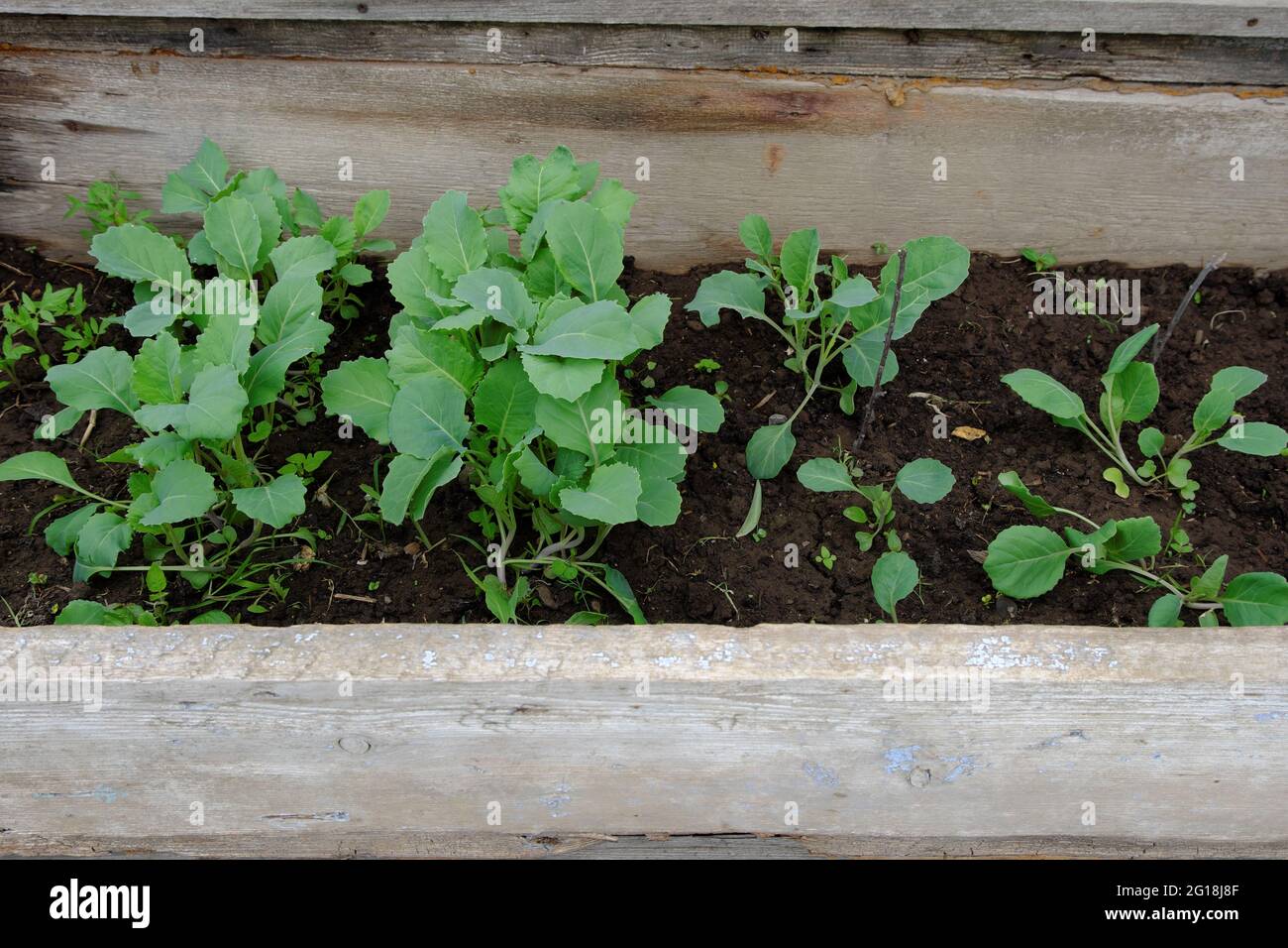 Small vegetable plot with greenhouse hi-res stock photography and ...
