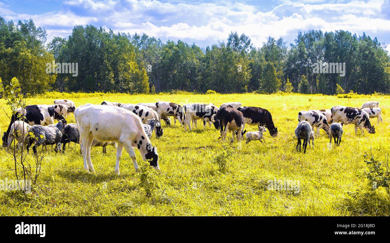 Cows pasturing in a green field hi-res stock photography and images - Alamy