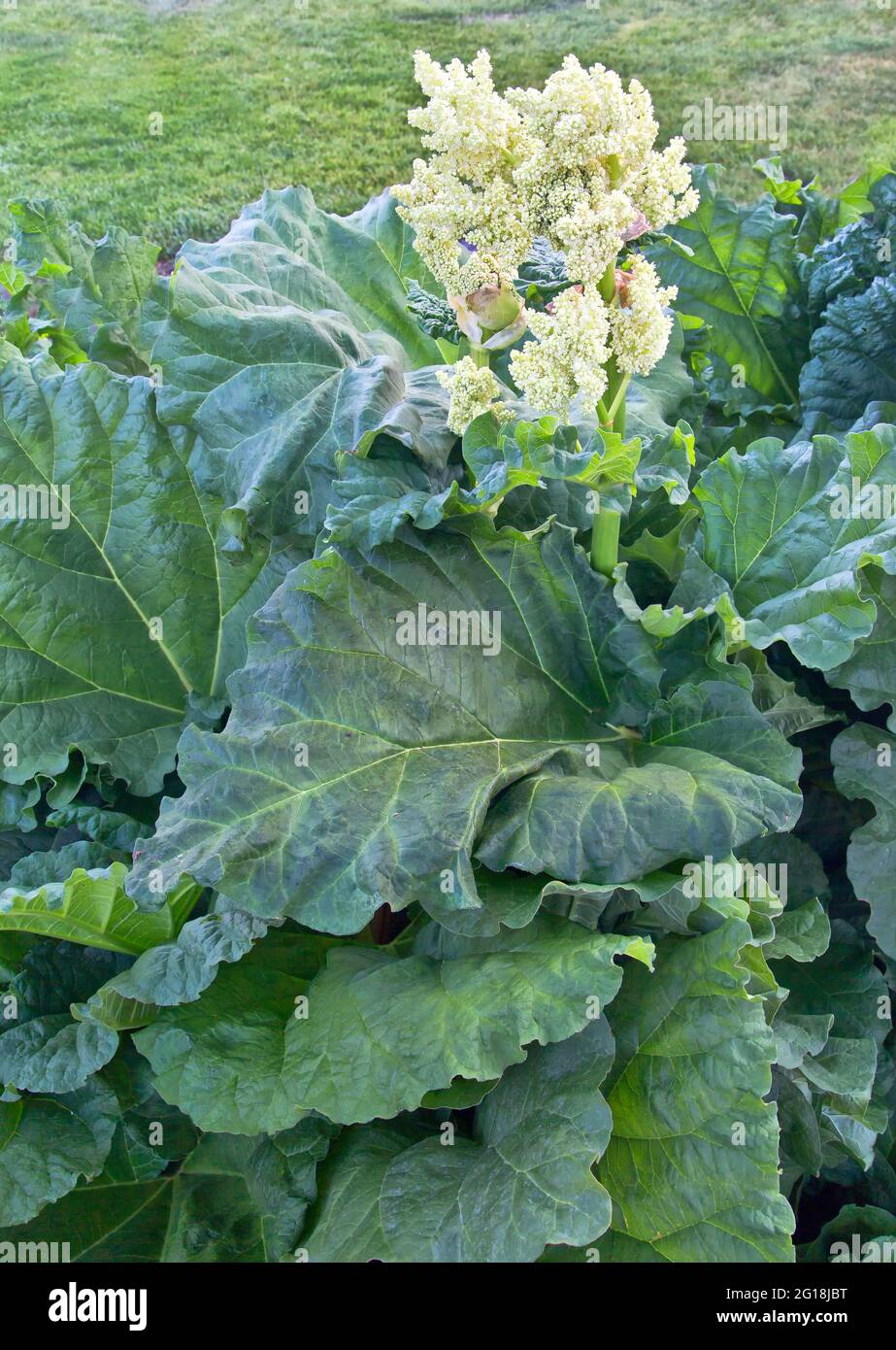 Flowering Rhubarb 'Rheum rhabarbarum' , growing in garden Stock Photo ...