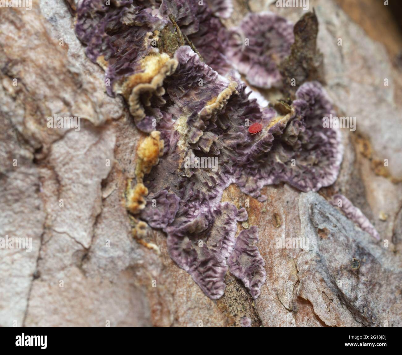 Trichaptum fuscoviolaceum growing on pine tree trunk, a mite kan be ...