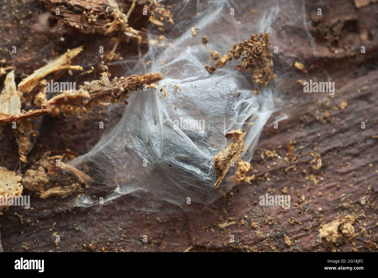 Spider in nest on pine wood Stock Photo - Alamy