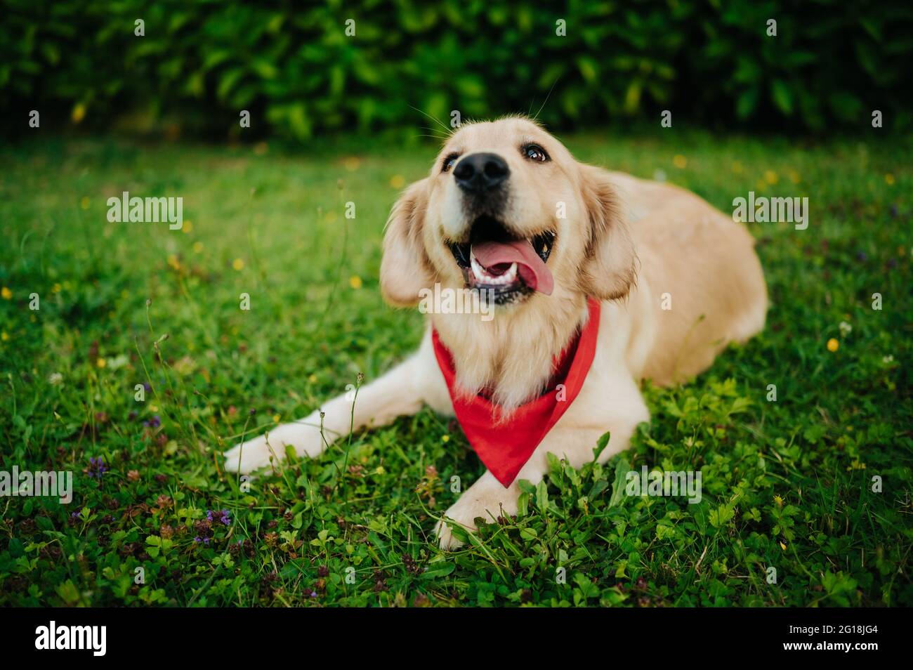 Portrait of an adorable Golden Retriever with a red bandana in a park ...