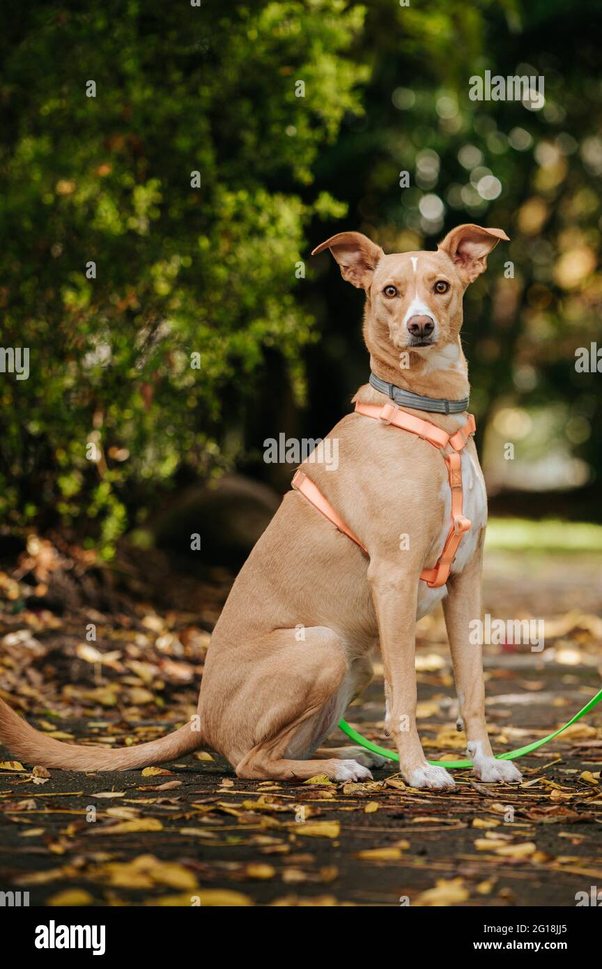 Vertical shot of a Basenji dog on a leash sitting in a park under the ...
