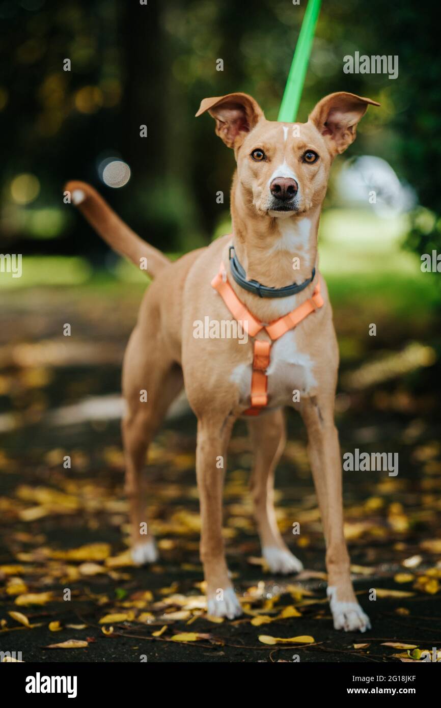 Vertical shot of a Basenji dog on a leash sitting in a park under the ...