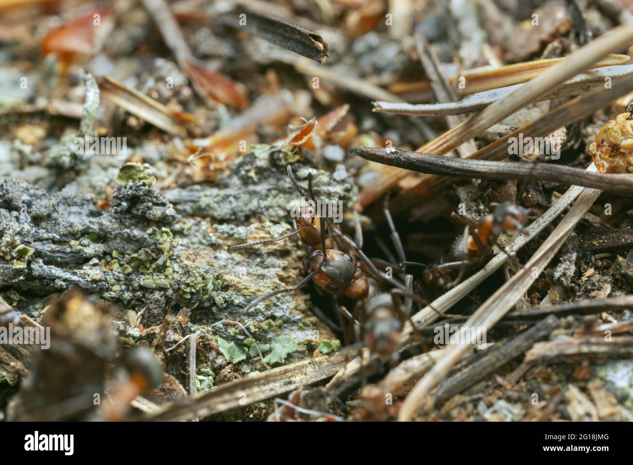 Close up ants nest in hi-res stock photography and images - Alamy