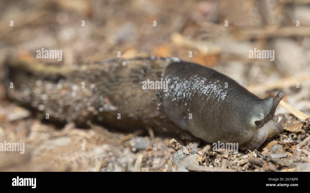 Keelback slug, Limax cinereoniger on ground, macro photo Stock Photo ...