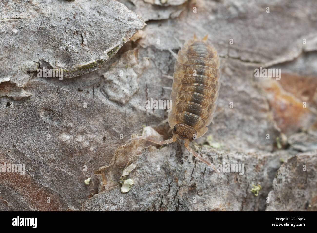 Striped woodlouse hi-res stock photography and images - Alamy