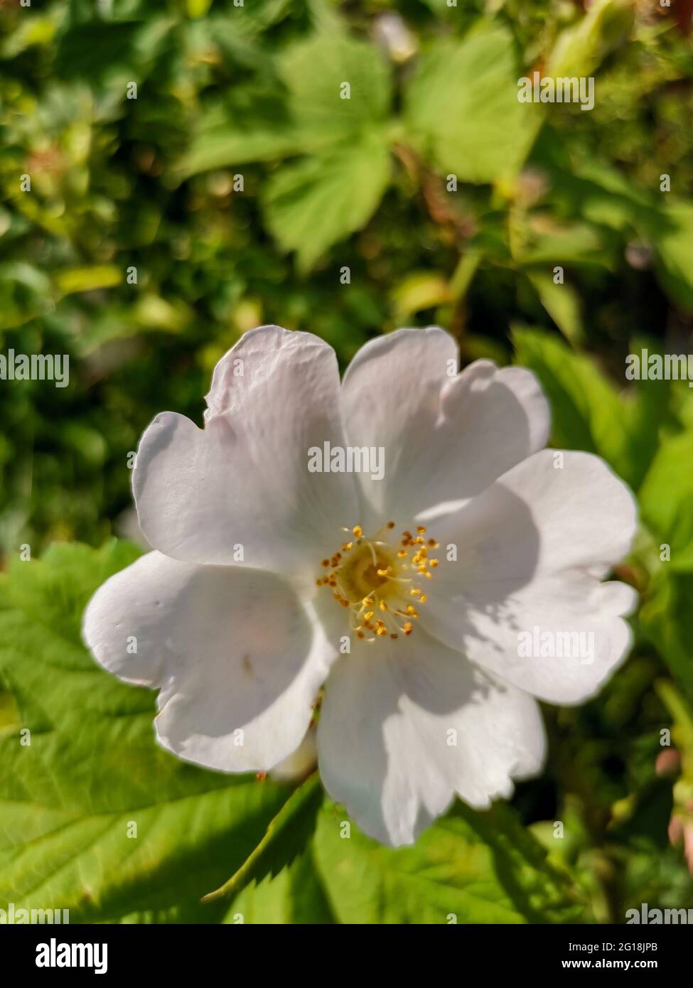 Vertical shot of a white rosehip blossom Stock Photo - Alamy