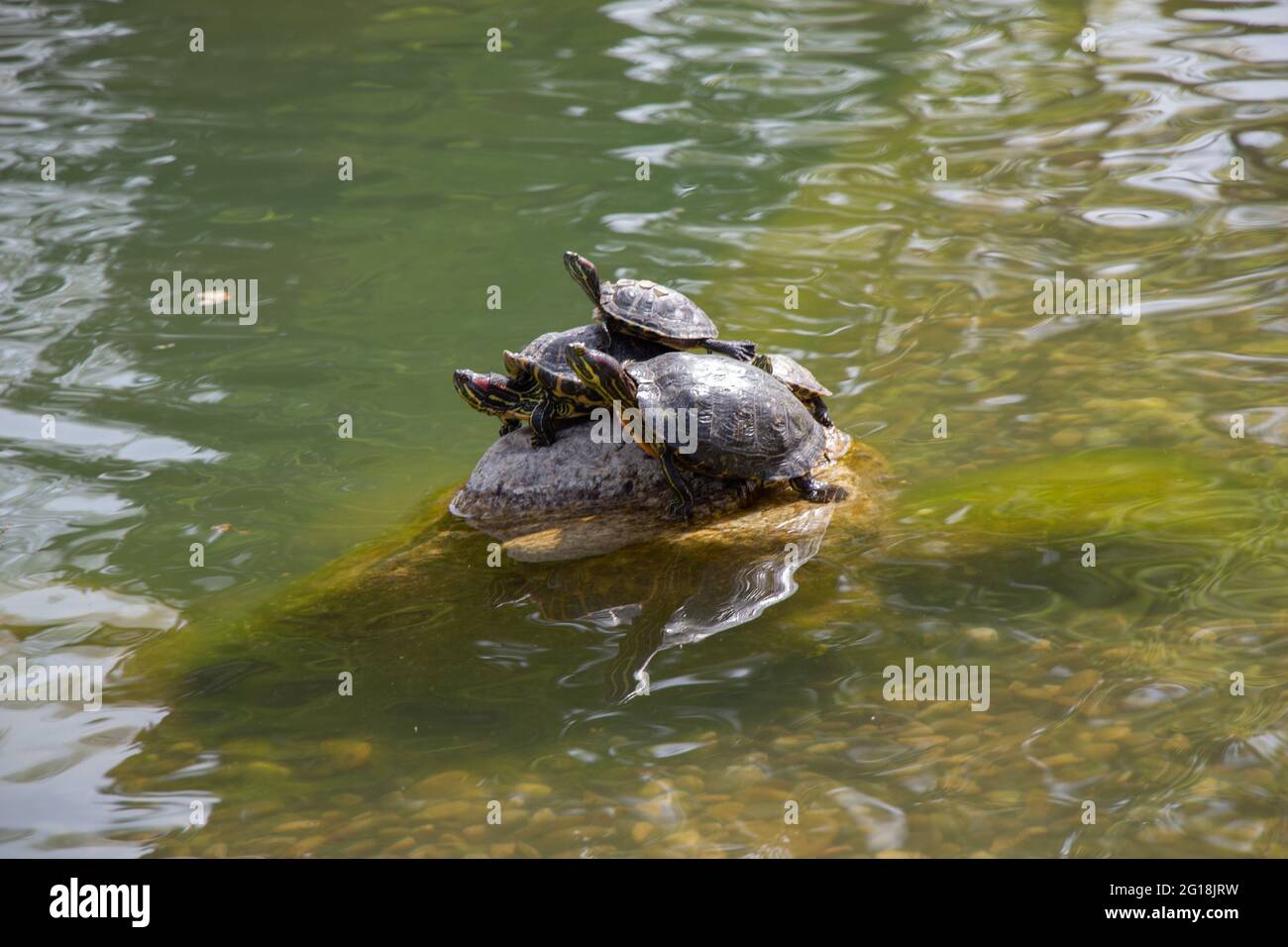 Group of turtles swimming together in a pond Stock Photo - Alamy