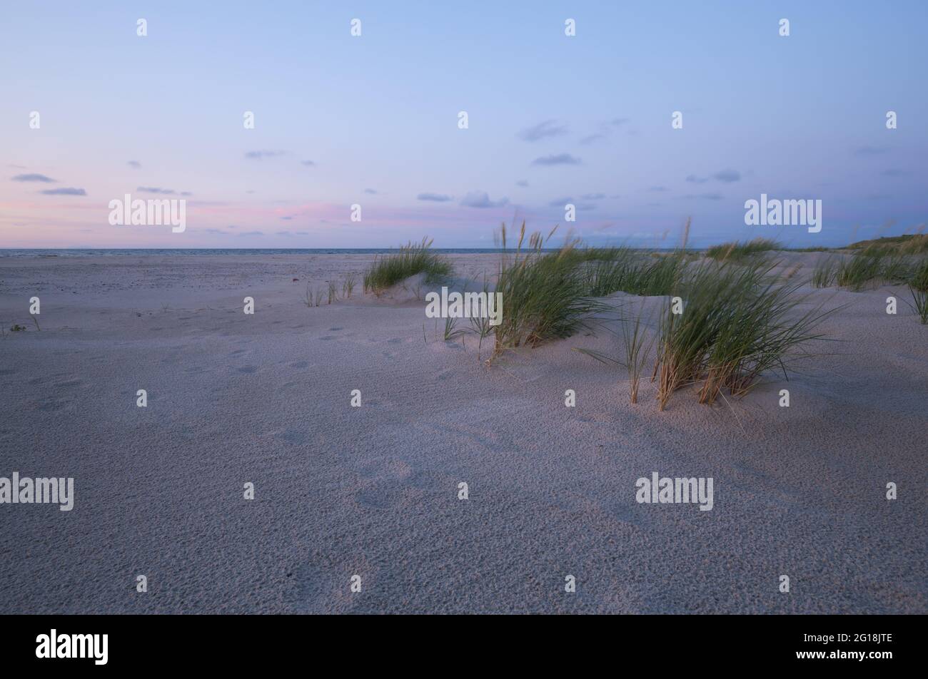 Grass growing in the dunes of a beach in a swedish national park Stock ...