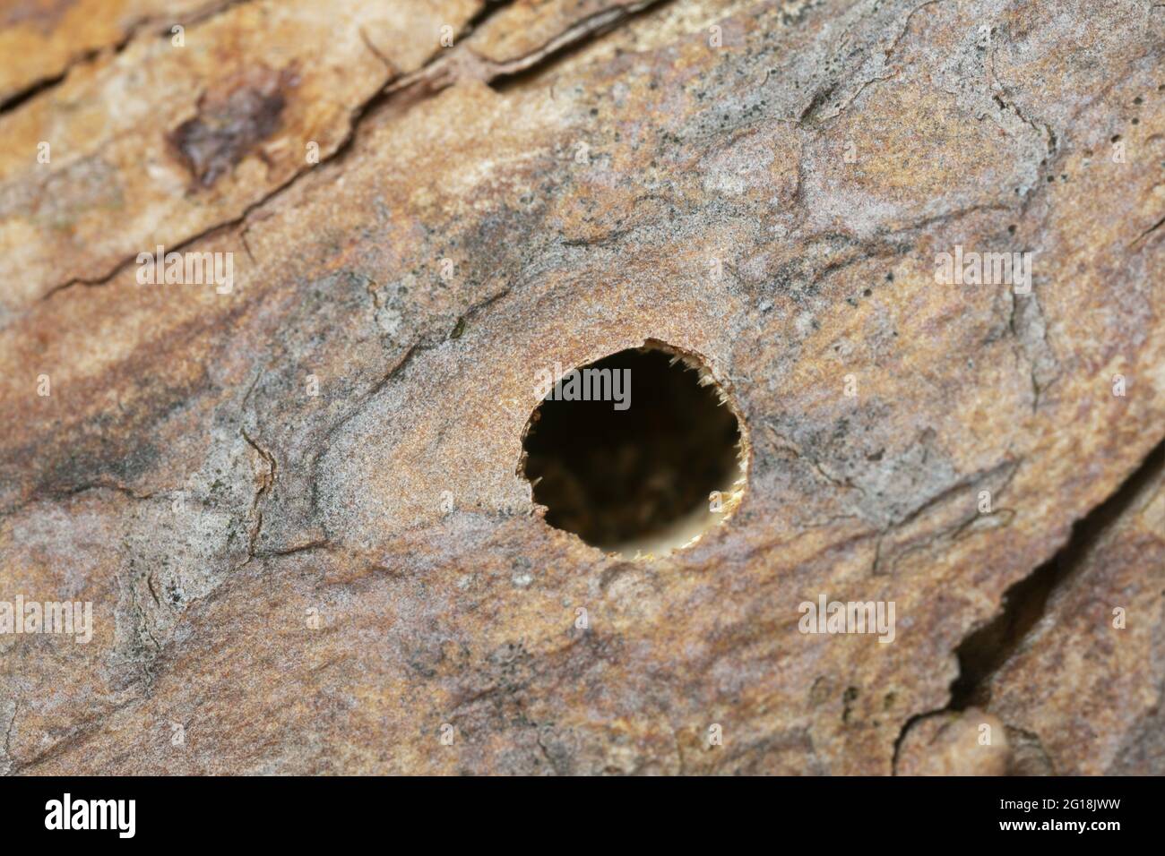 Hatching hole after insect in pine wood Stock Photo - Alamy