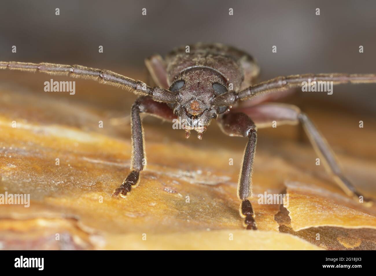 Rusty longhorn beetle hi-res stock photography and images - Alamy