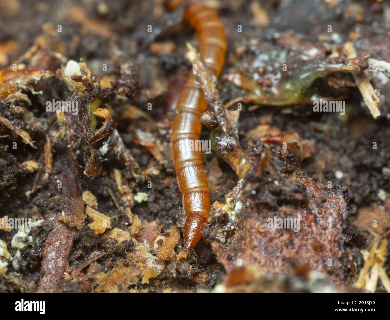 Click beetle larva hi-res stock photography and images - Alamy
