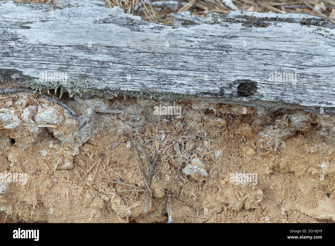 Endangered insects hi-res stock photography and images - Alamy