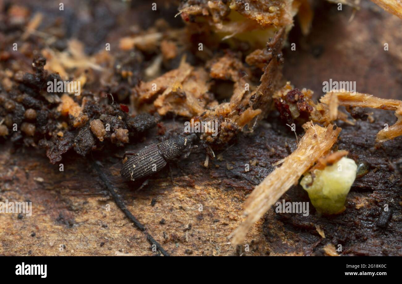 Weevil, Dryophthorus corticalis on pine wood Stock Photo - Alamy