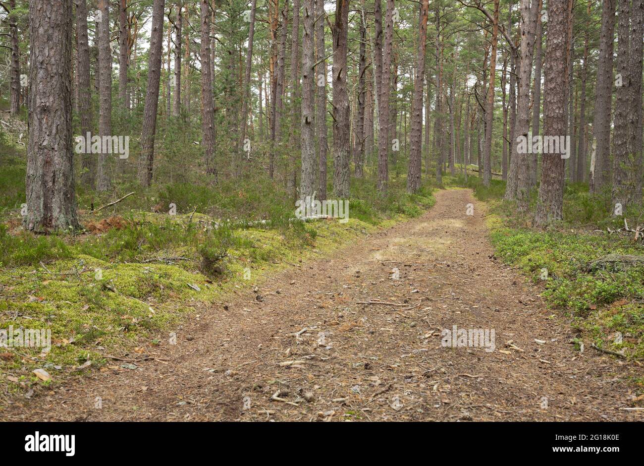 Sweden trees hi-res stock photography and images - Alamy