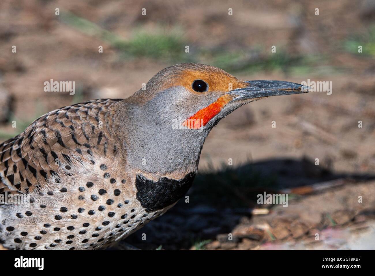 Portrait of a Northern Flicker (Colaptes auratus Stock Photo - Alamy