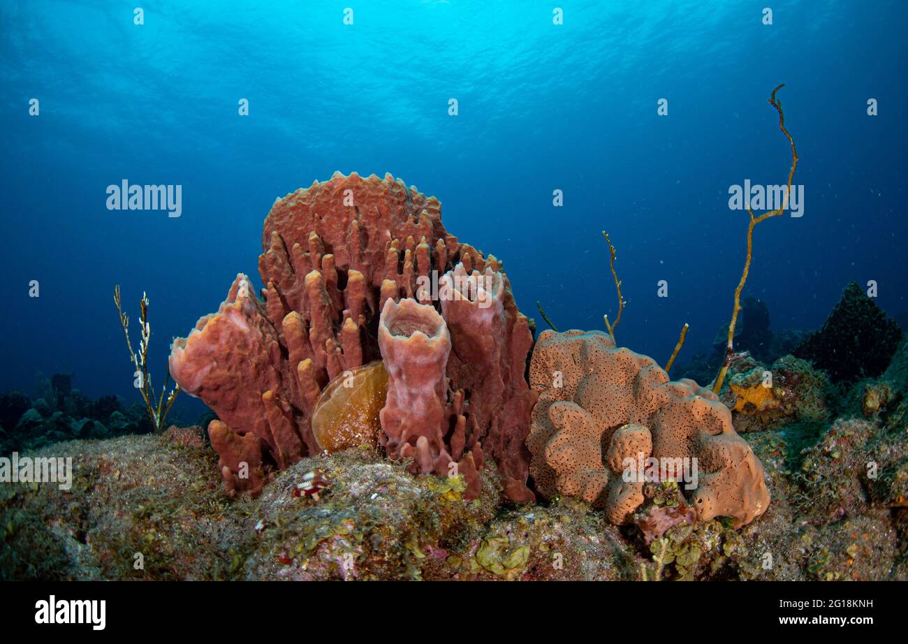 Coral reefs on the Dutch Caribbean island of Saba Stock Photo - Alamy