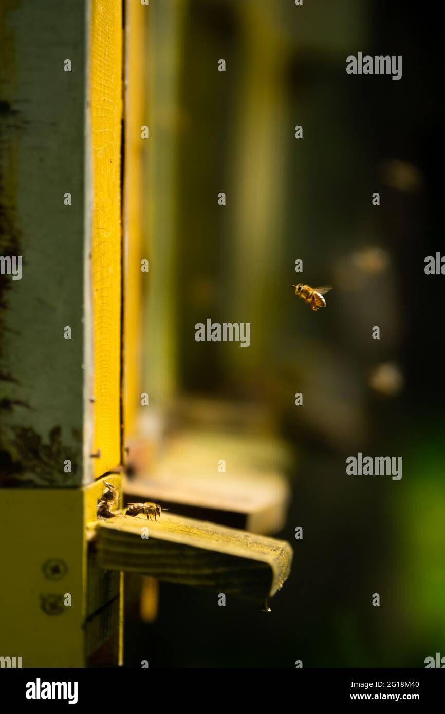 Front bee hi-res stock photography and images - Alamy