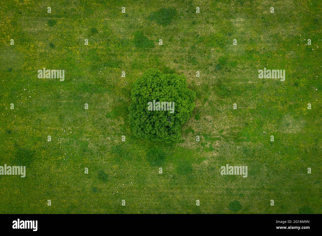 A lonely green tree captured from above - a treetop shot as a peaceful ...