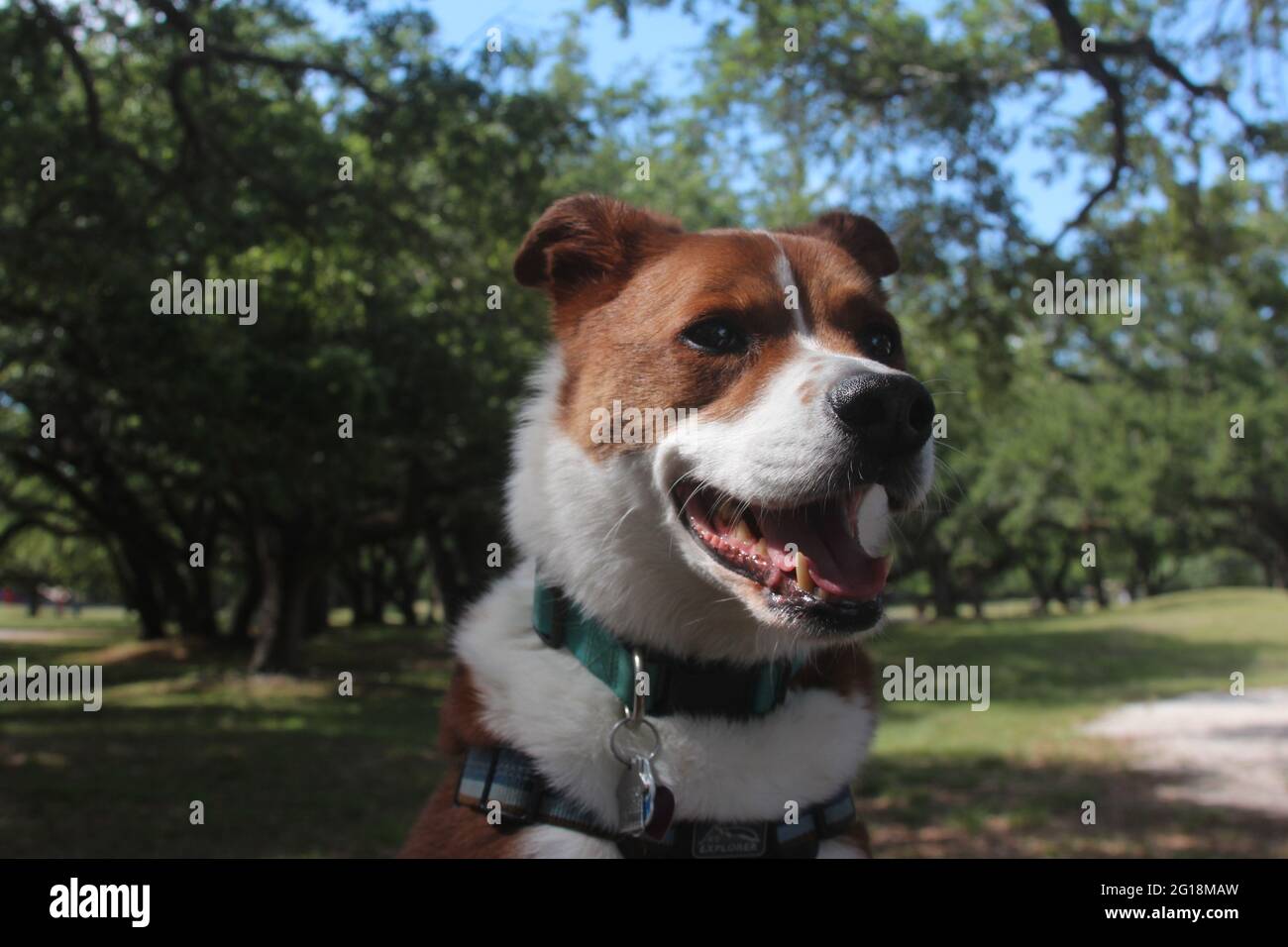 Happy dog at the park Stock Photo - Alamy
