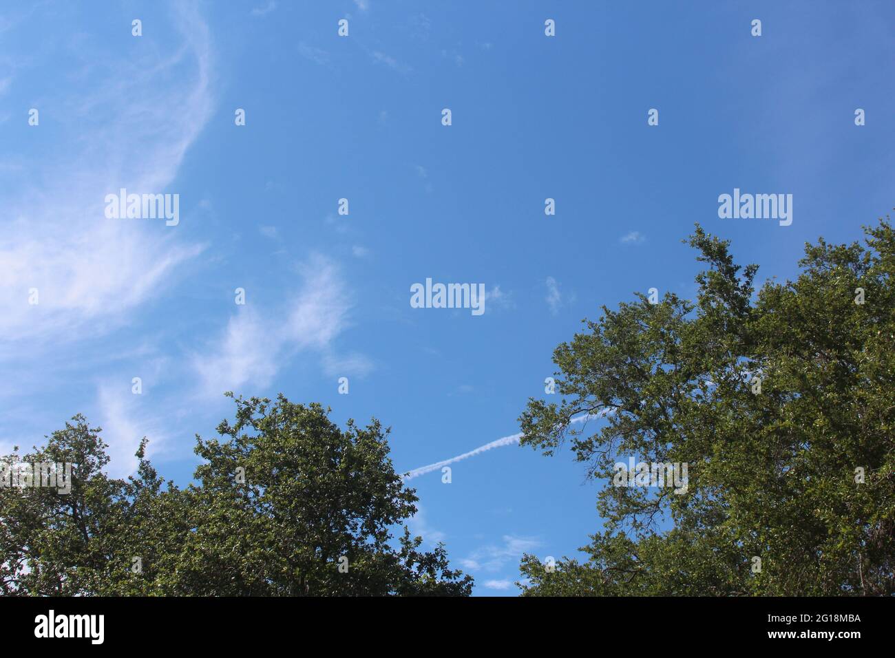 trees with a nice blue sky Stock Photo - Alamy