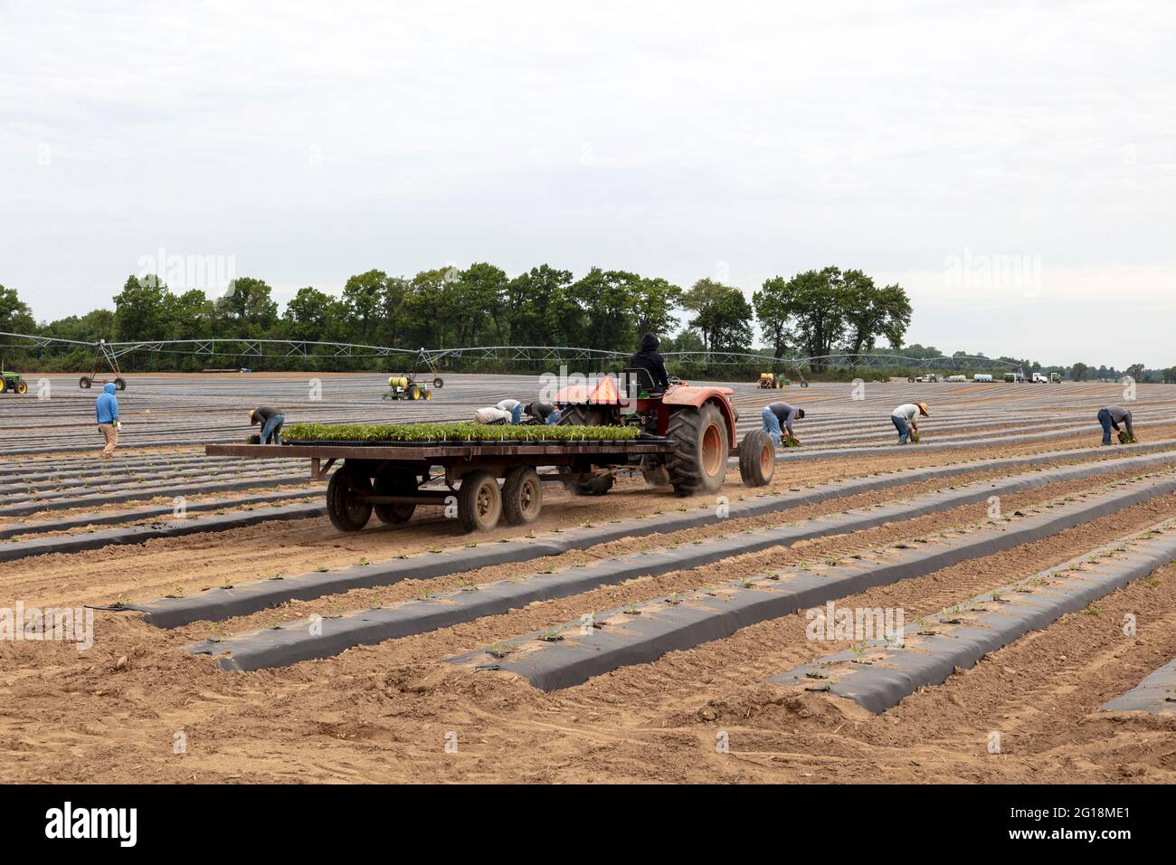 Commercial Tomato farm, Summer planting, S. Michigan, USA by James D ...