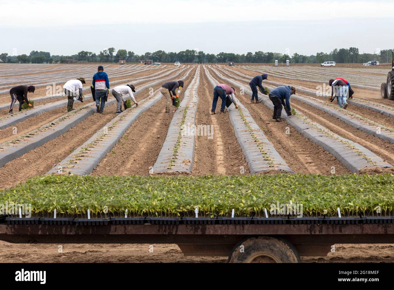 Commercial Tomato farm, Summer planting, S. Michigan, USA by James D ...