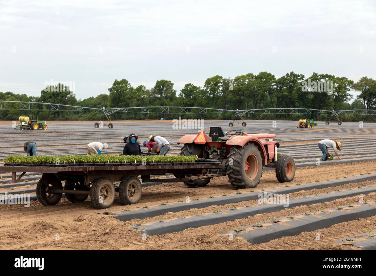 Commercial Tomato farm, Summer planting, S. Michigan, USA by James D ...