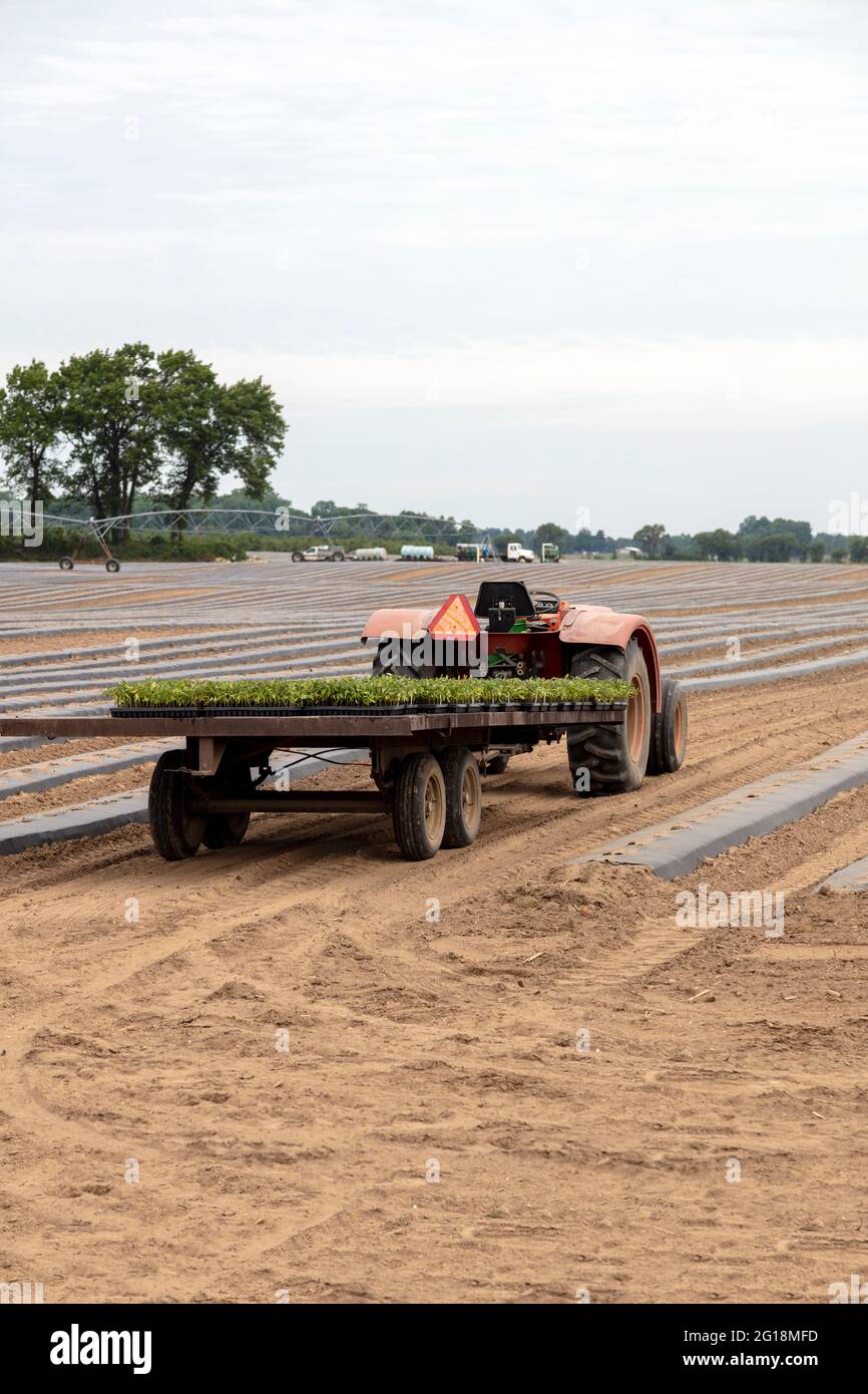 Commercial farm crop hi-res stock photography and images - Alamy