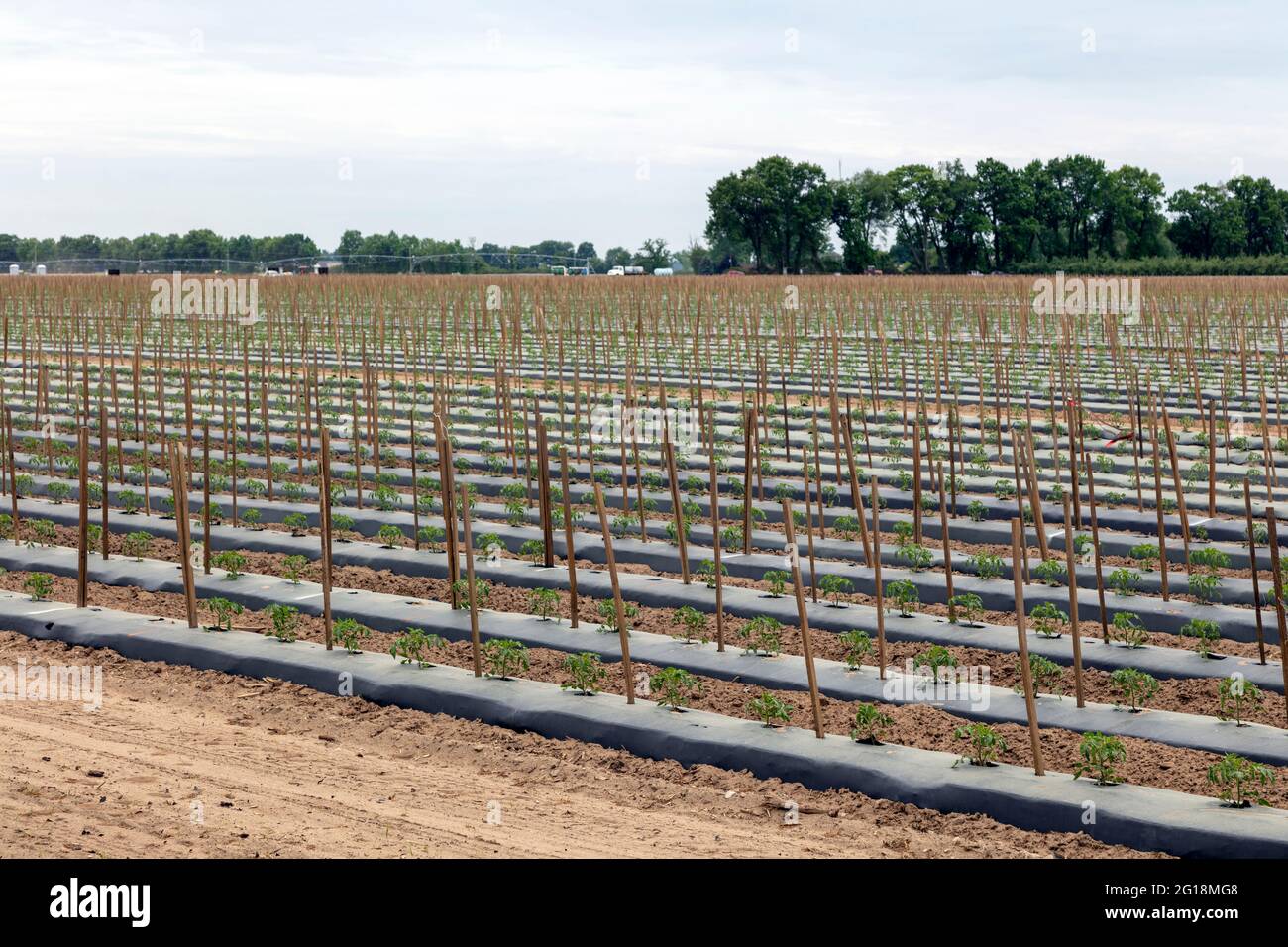 Commercial Tomato farm, Summer planting, S. Michigan, USA by James D ...