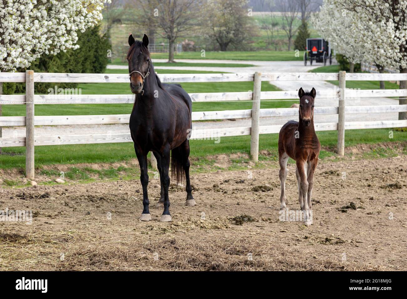 Mare with colt, Amish farm, Spring, Indiana, USA, by James D Coppinger ...