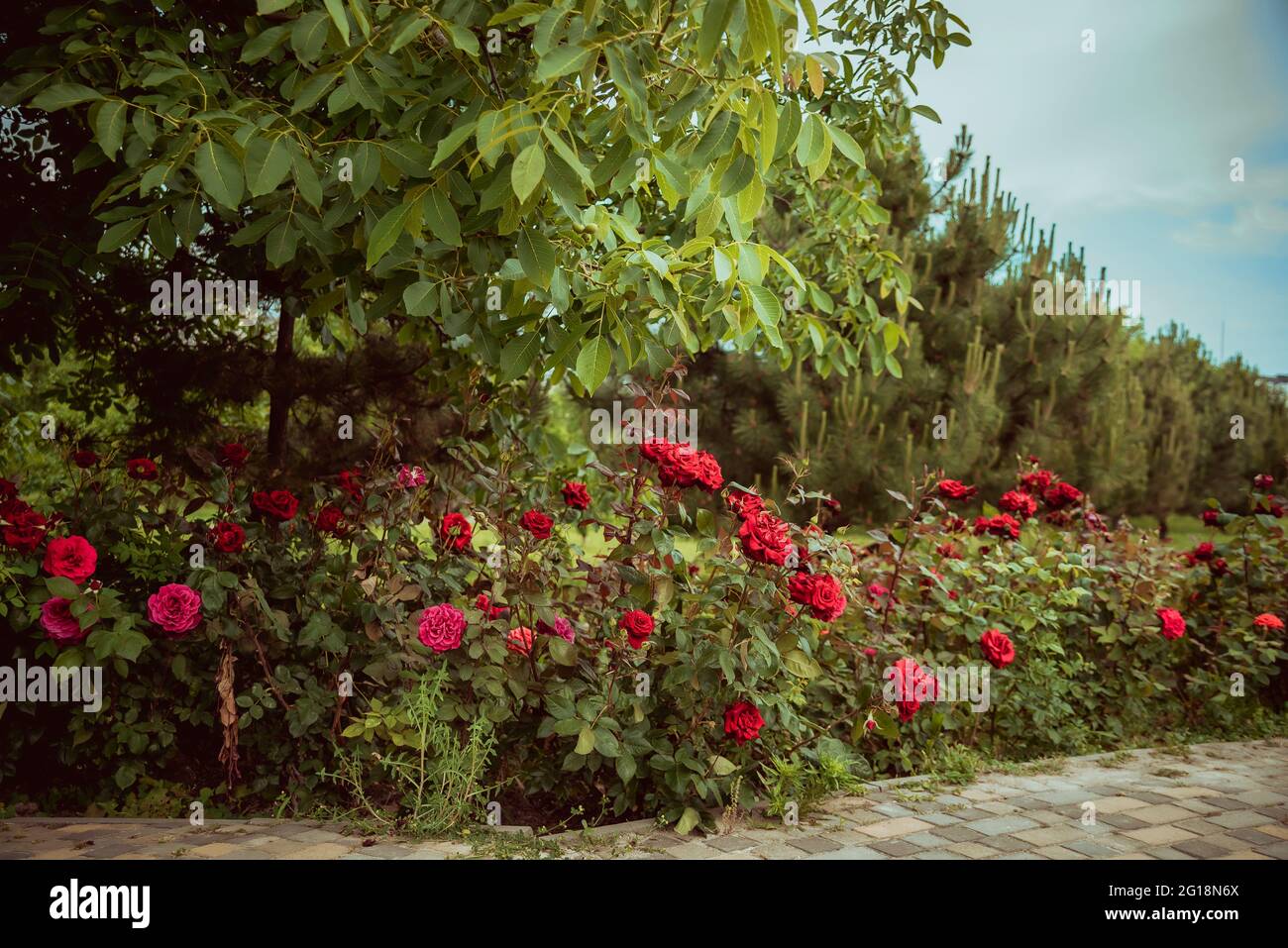 White roses growing on bush hi-res stock photography and images - Alamy