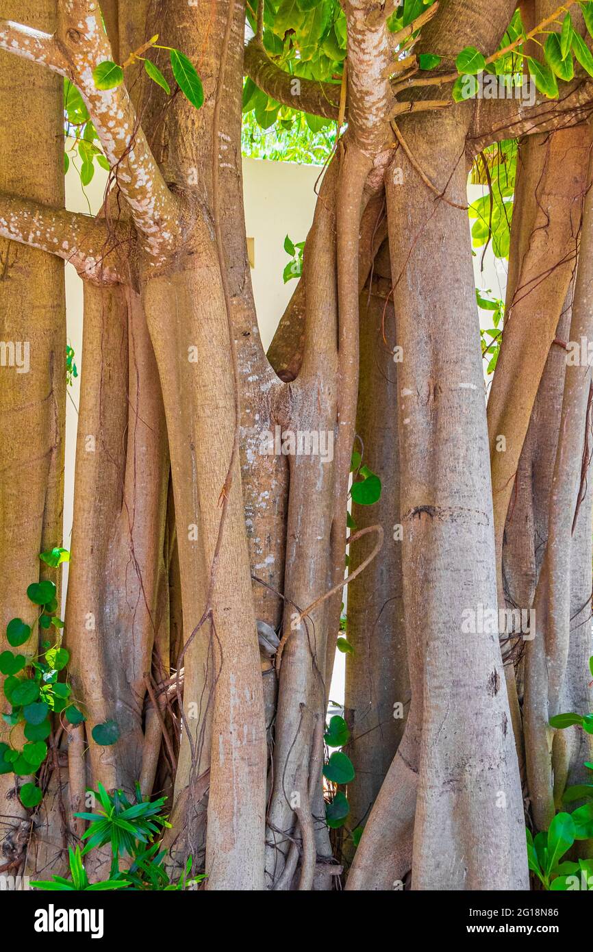 Big huge tropical tree in natural pedestrian walkways of Playa del ...