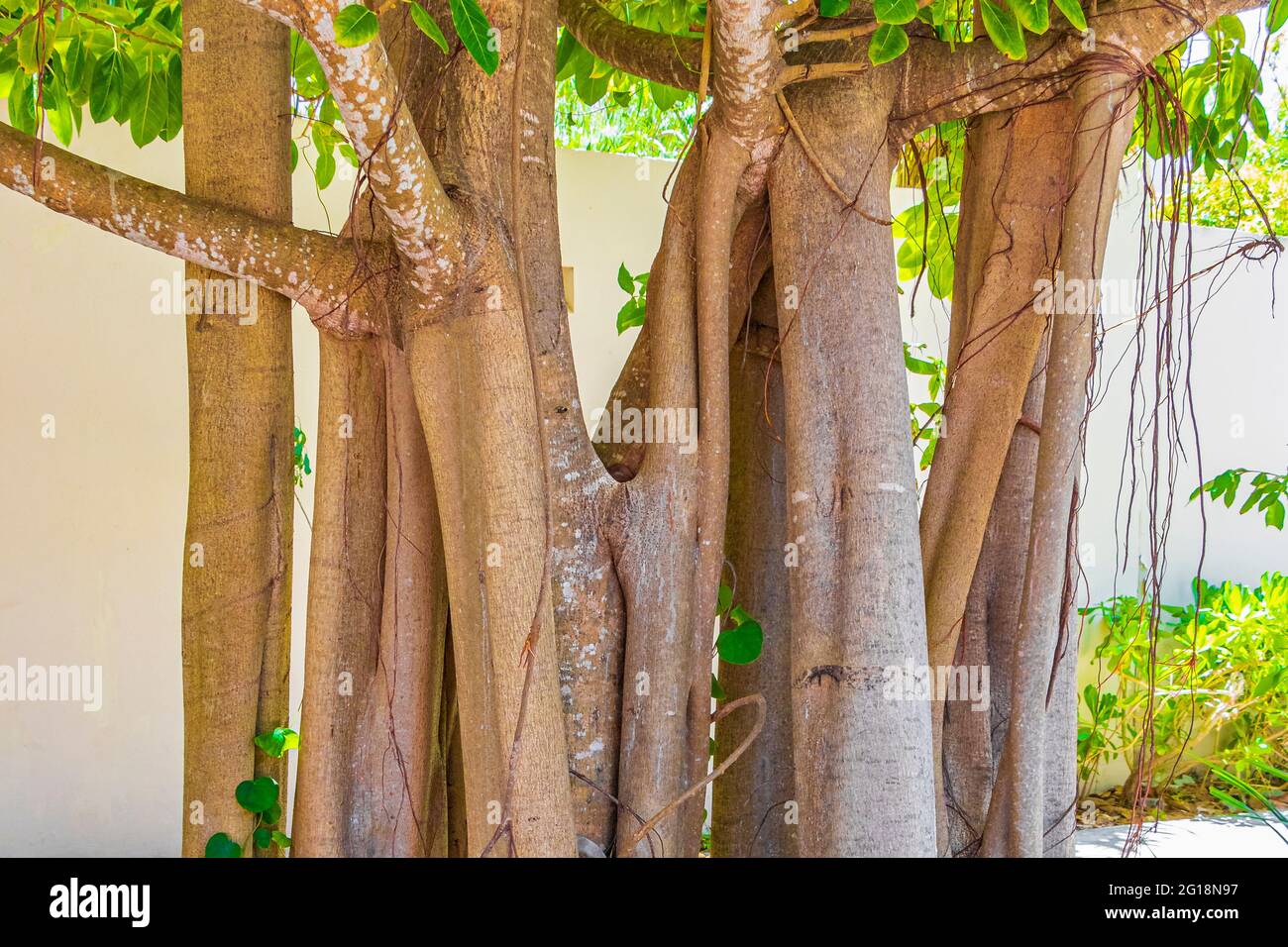 Big huge tropical tree in natural pedestrian walkways of Playa del ...