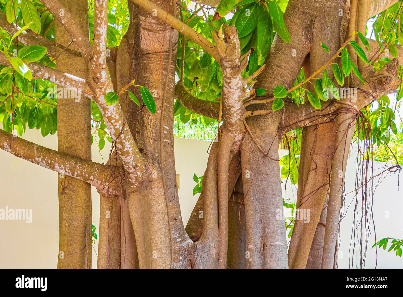 Big huge tropical tree in natural pedestrian walkways of Playa del ...