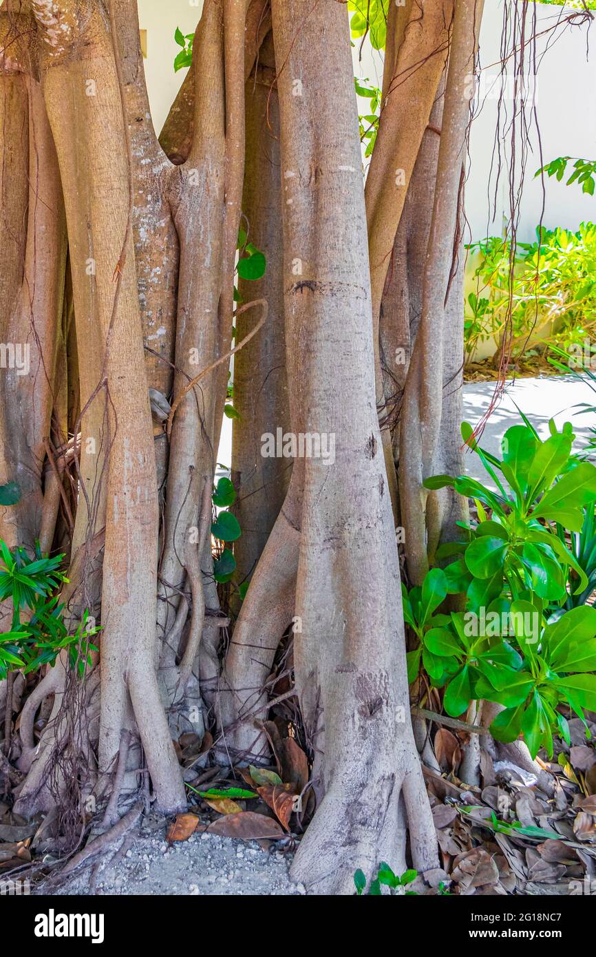 Big huge tropical tree in natural pedestrian walkways of Playa del ...
