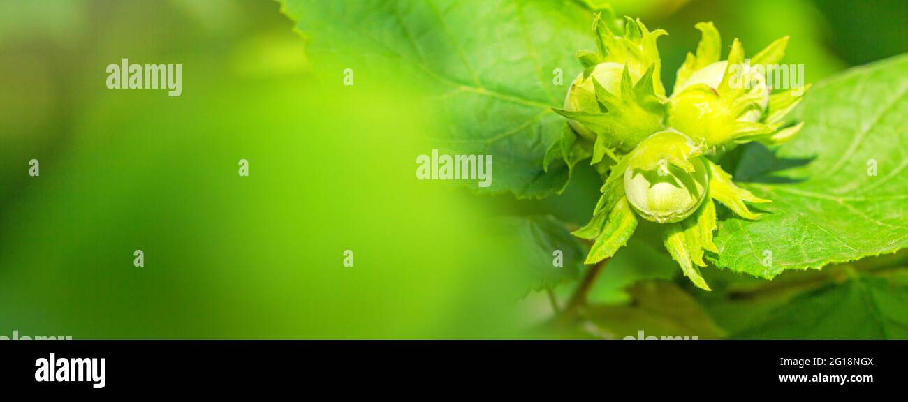 Spring landscape, banner - view of the hazel nuts with spiny husks on ...