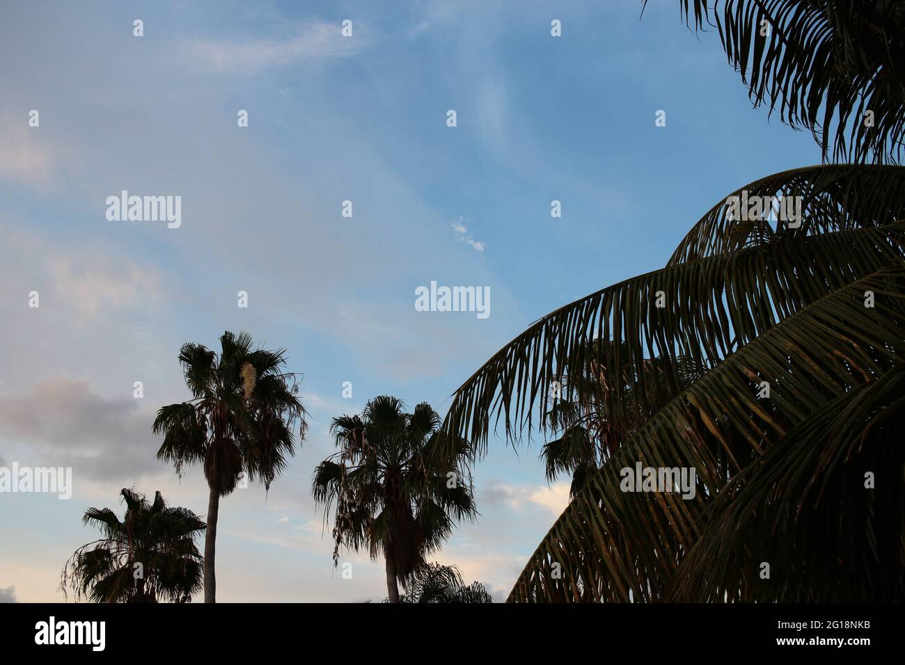 Palm trees on a hot day hi-res stock photography and images - Alamy