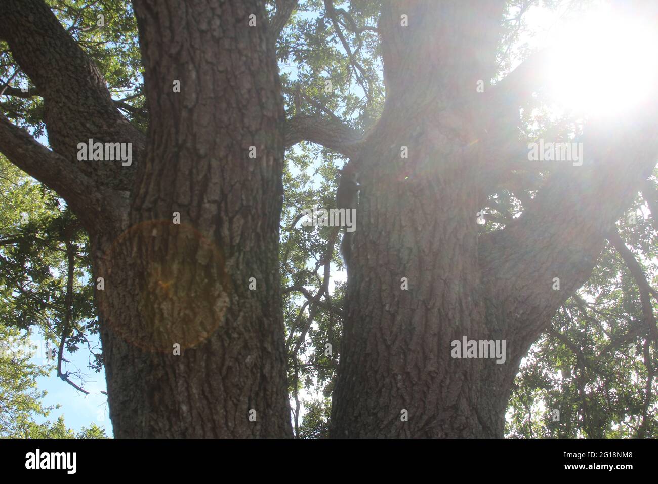 Sunlight through high branches hi-res stock photography and images - Alamy