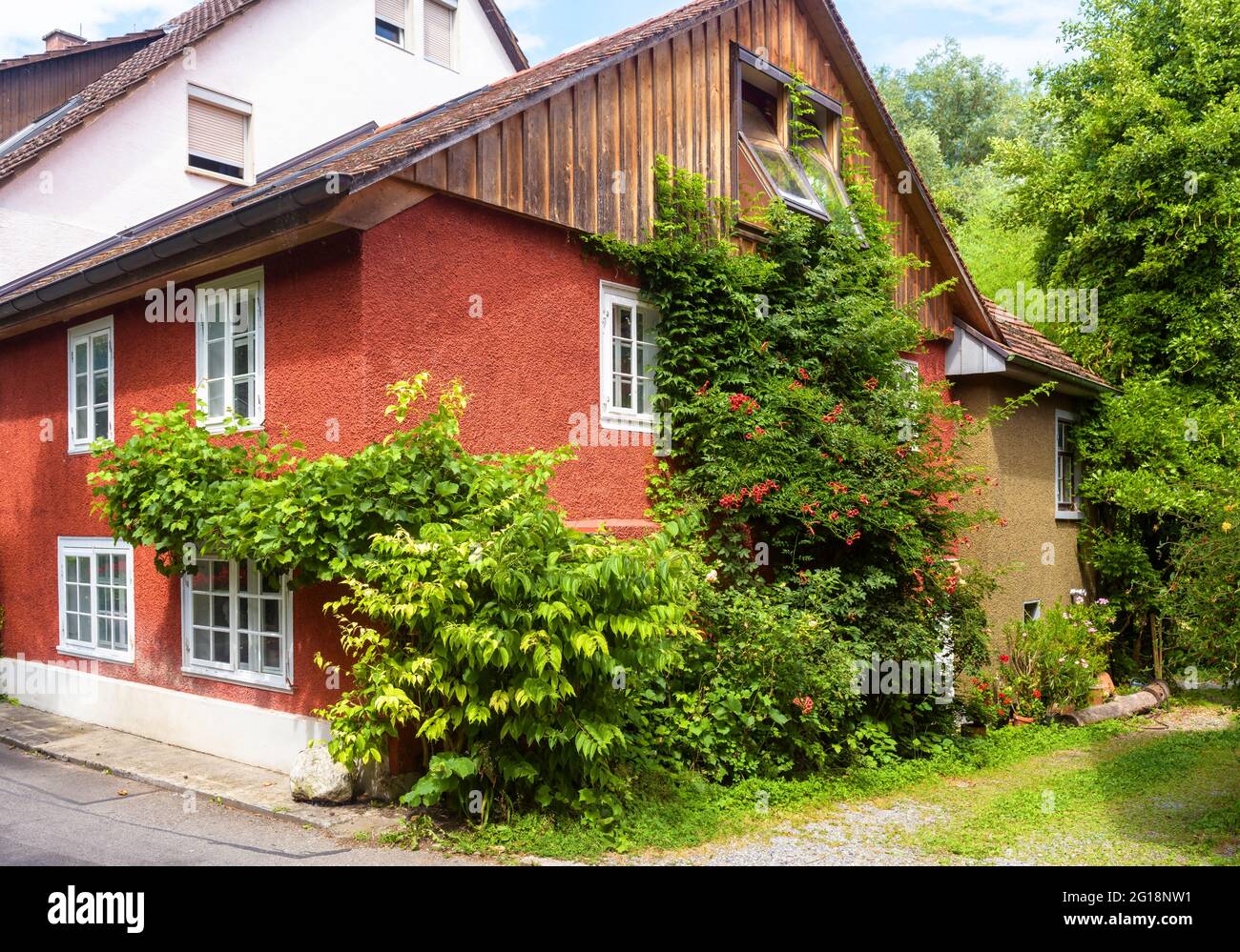 House overgrown by ivy, home design with plants and flowers. Nice cozy ...