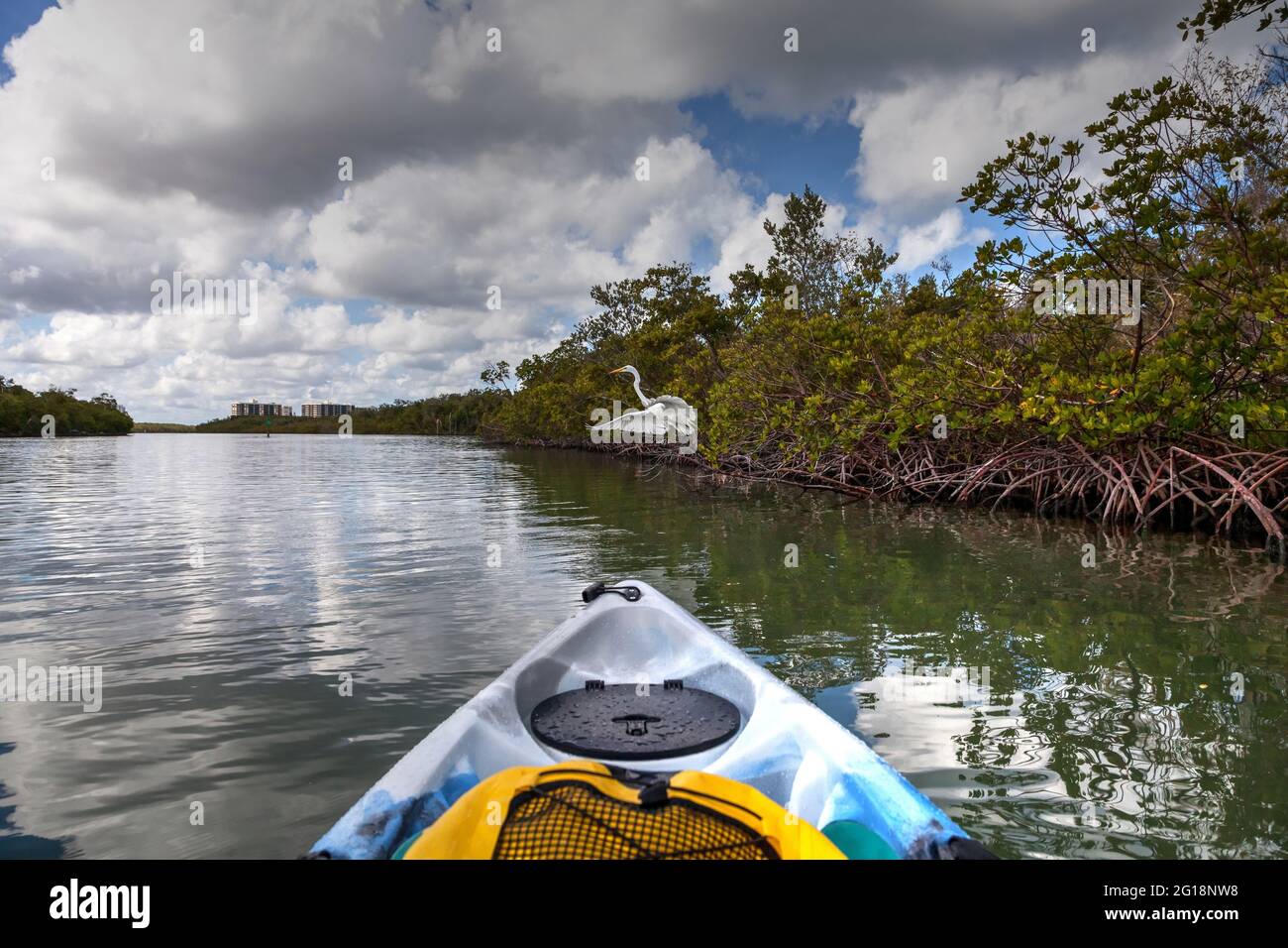 Flying great white egret Ardea alba across a kayak and a river leading ...
