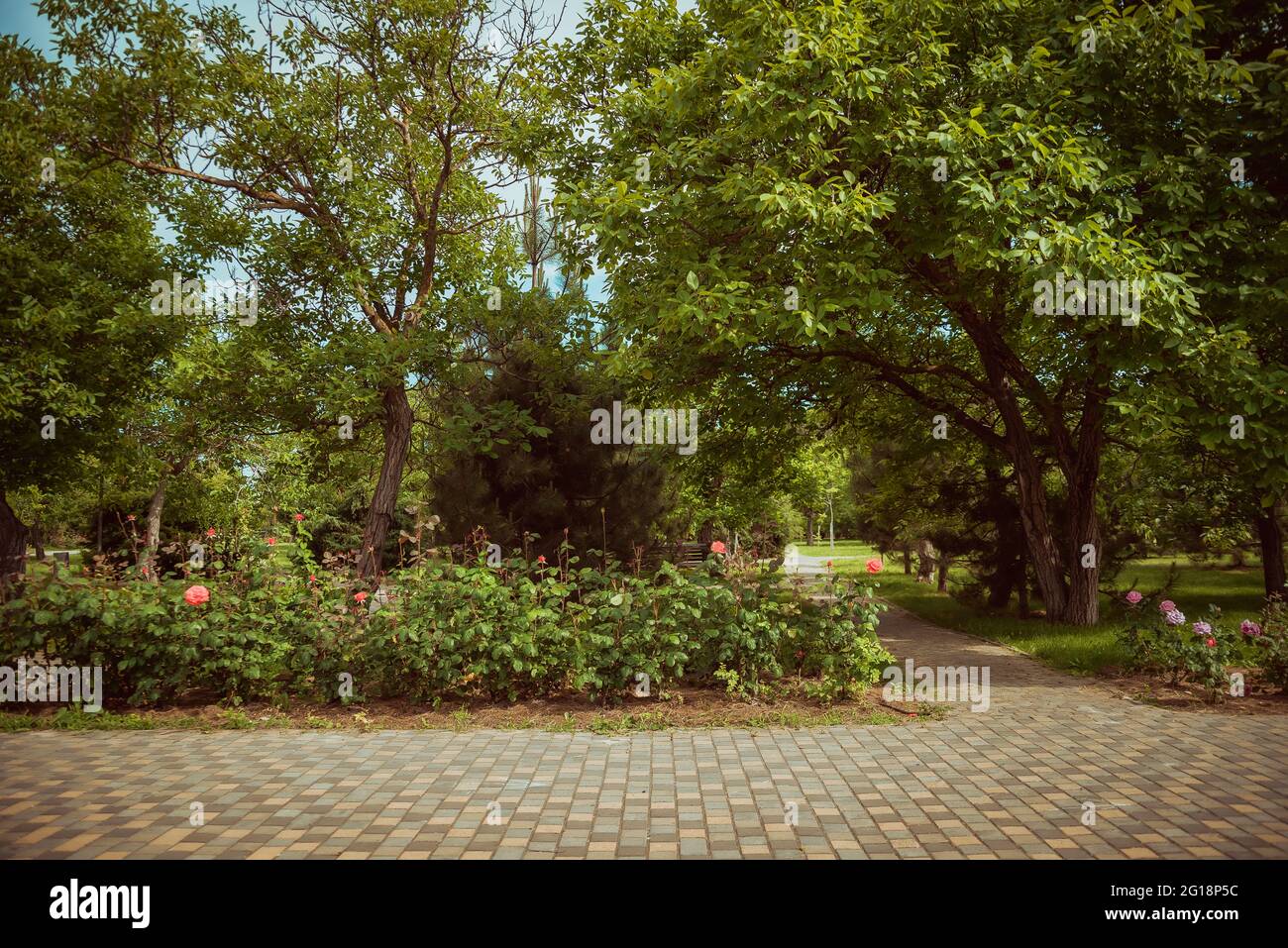 White roses growing on bush hi-res stock photography and images - Alamy