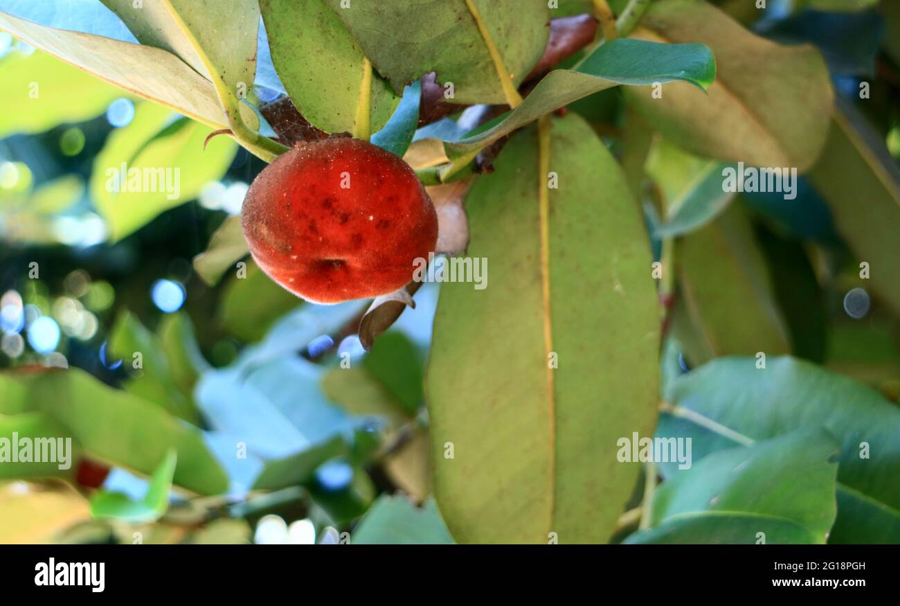 Velvet apple leaf hi-res stock photography and images - Alamy