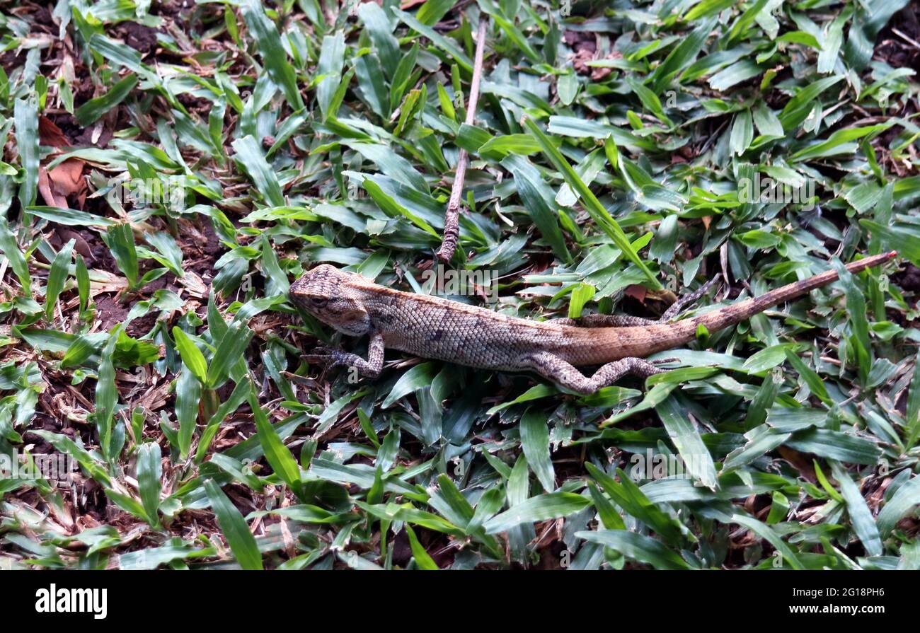 Bronchocela jubata or the maned forest lizard on the grass. Called ...