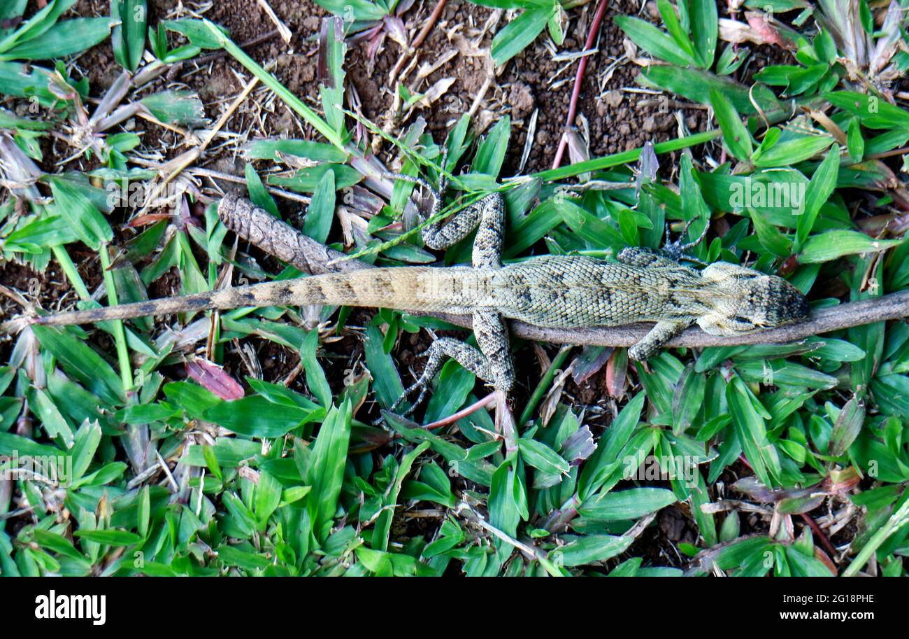 Bunglon surai hi-res stock photography and images - Alamy