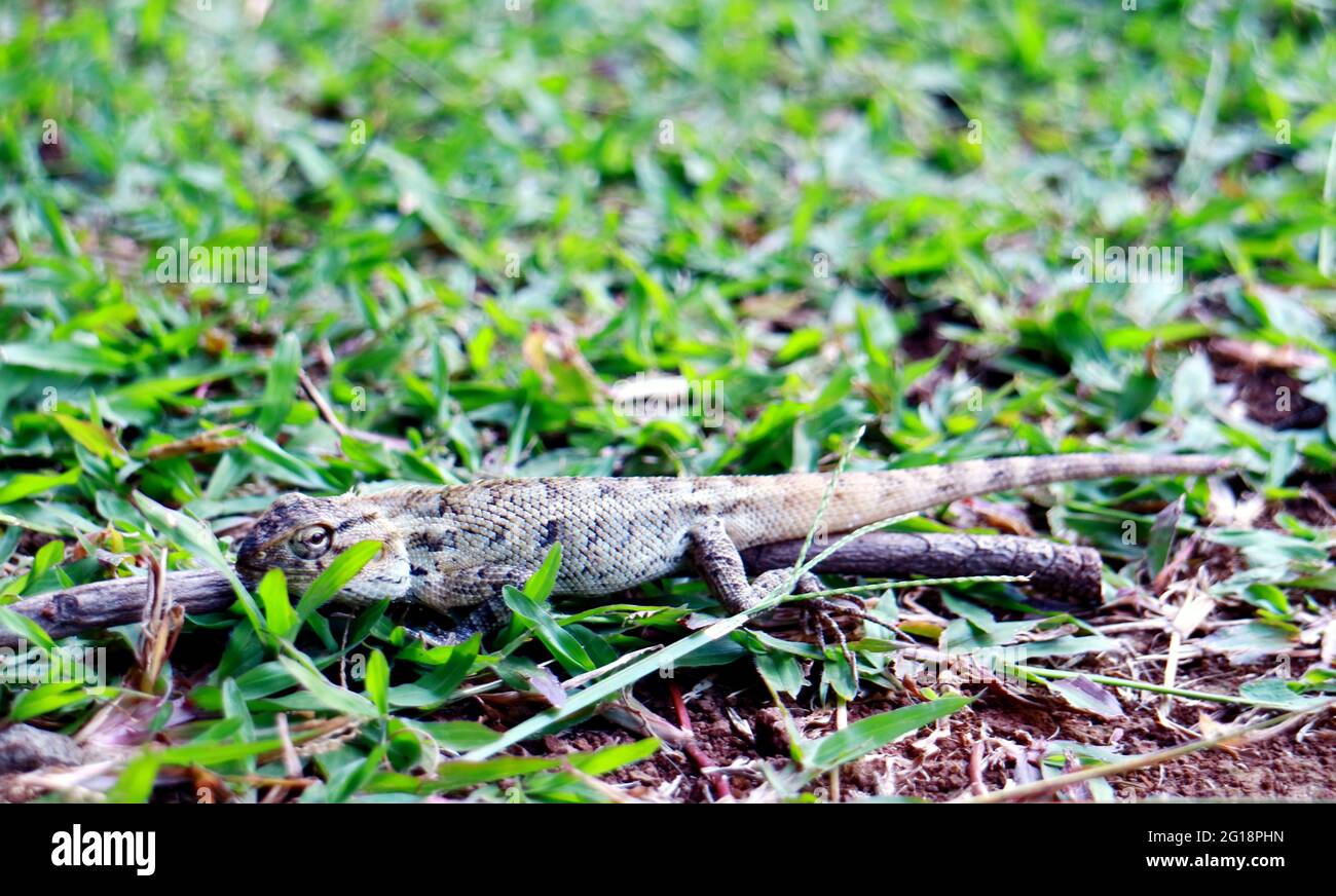 Bunglon surai hi-res stock photography and images - Alamy